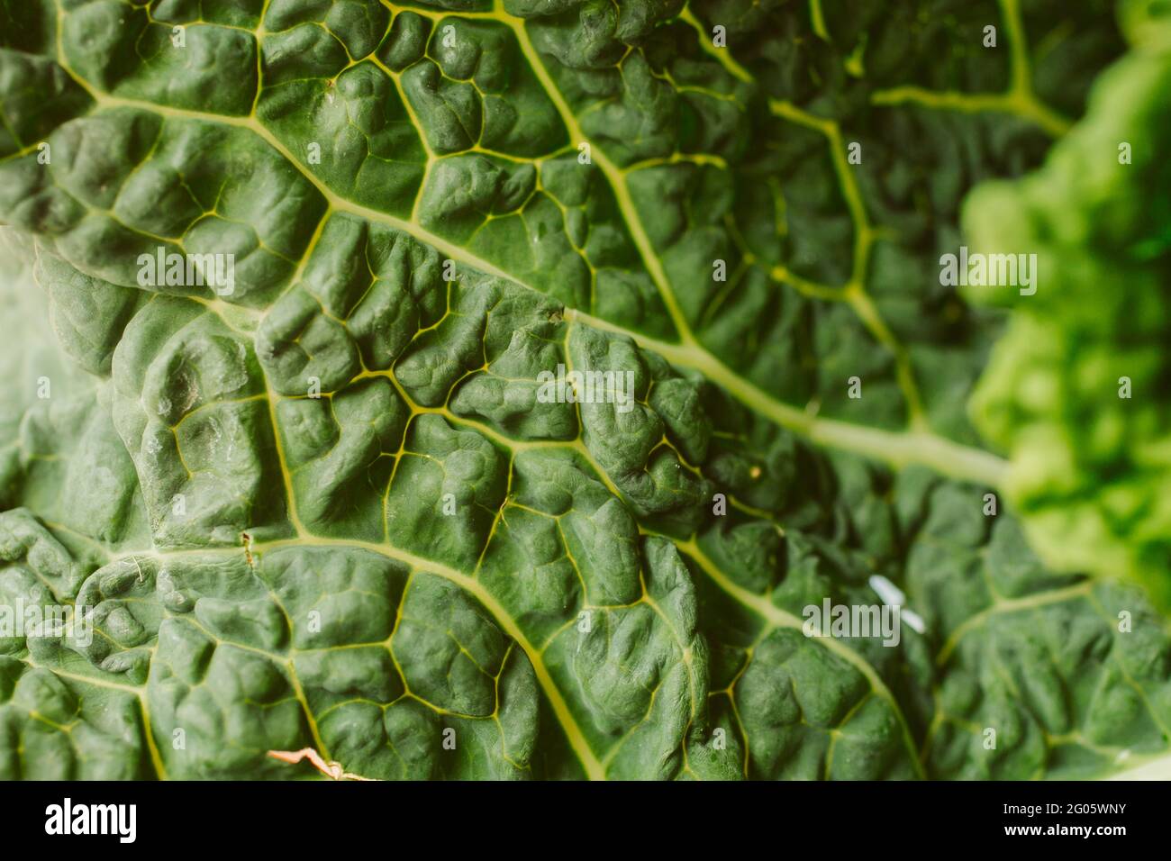 Green cabbage texture and background for design. Organic pattern and ...