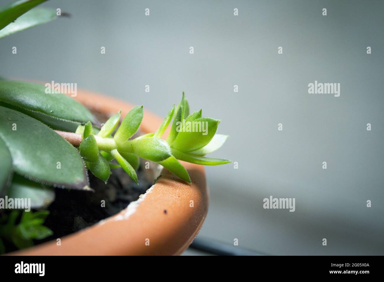 Alabaster rose hi-res stock photography and images - Alamy