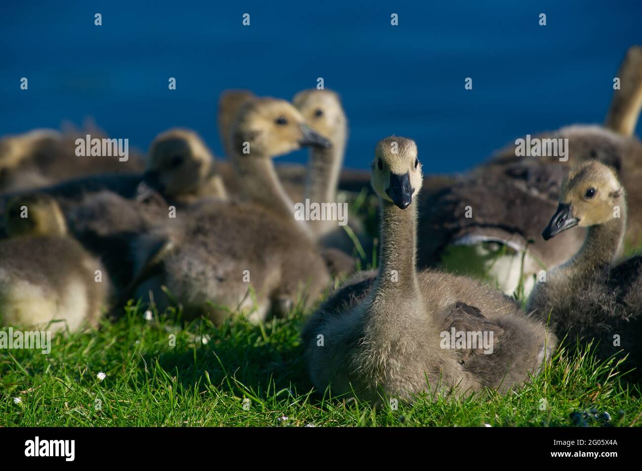 Windsor, Berkshire, UK. 1st June, 2021. Safety in numbers as young ...