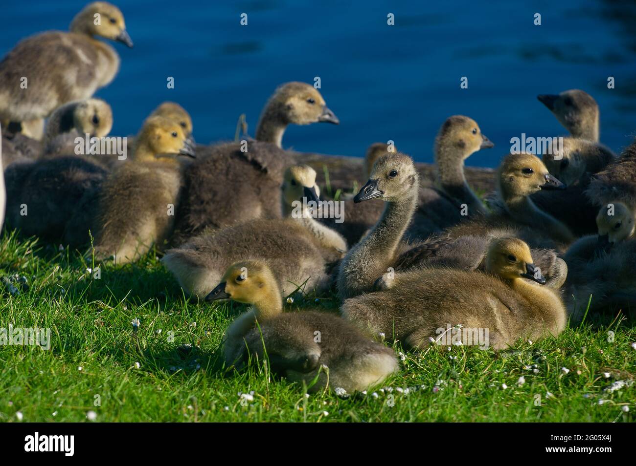 Young black families uk hi-res stock photography and images - Alamy