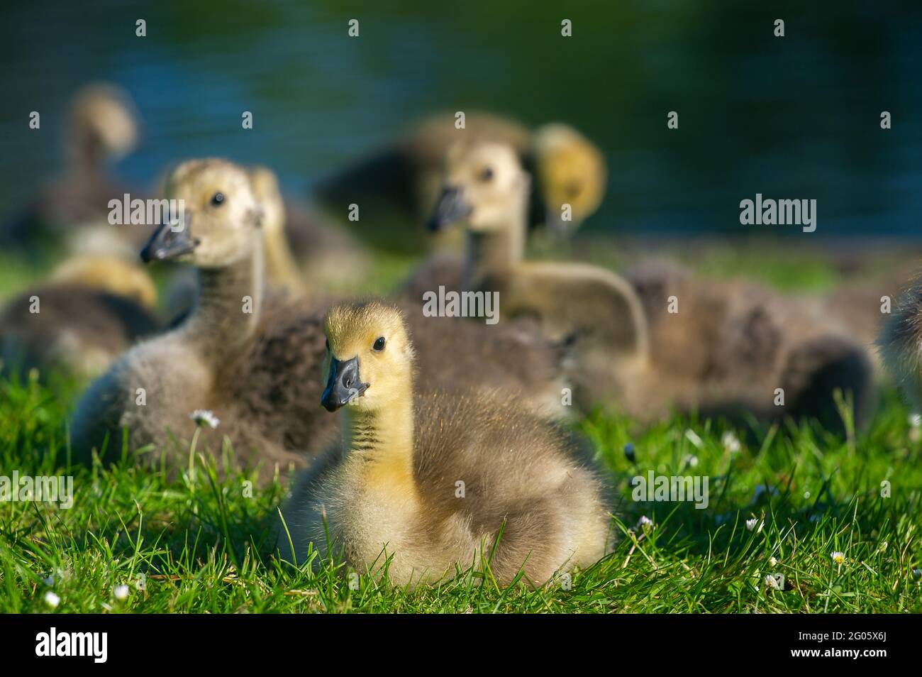 Young black families uk hi-res stock photography and images - Alamy