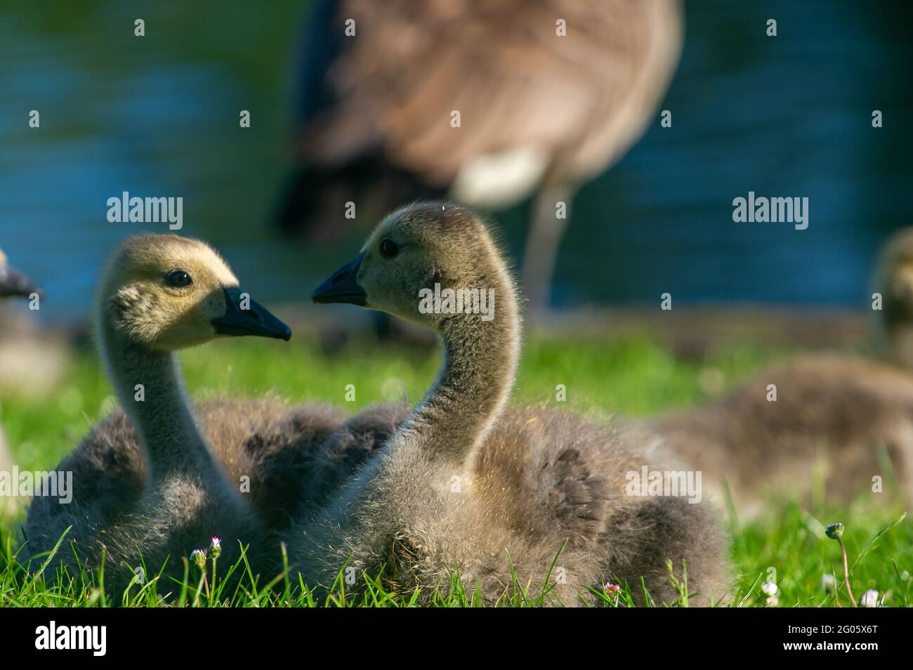 Windsor, Berkshire, UK. 1st June, 2021. Safety in numbers as young ...