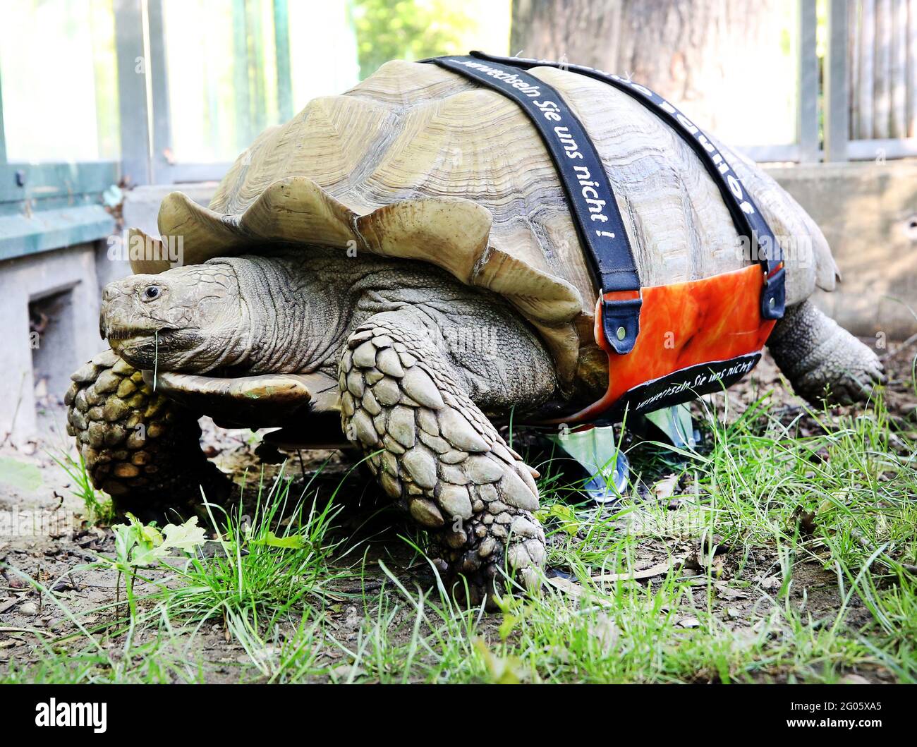 Gelsenkirchen, Germany. 01st June, 2021. Helmut the spurred tortoise ...
