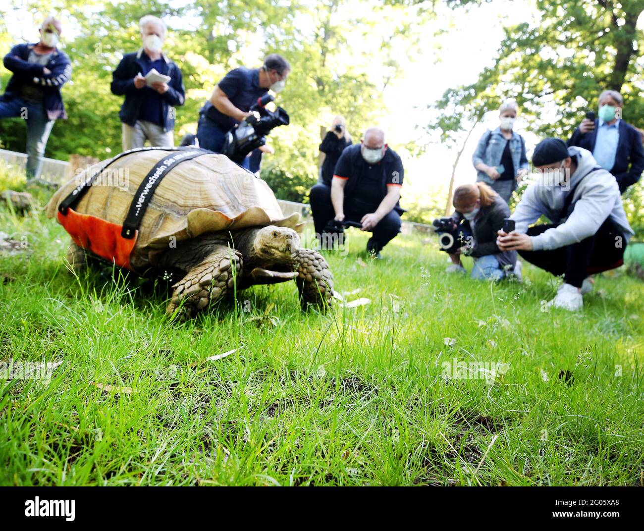 Gelsenkirchen, Germany. 01st June, 2021. The sports turtle Helmut is ...