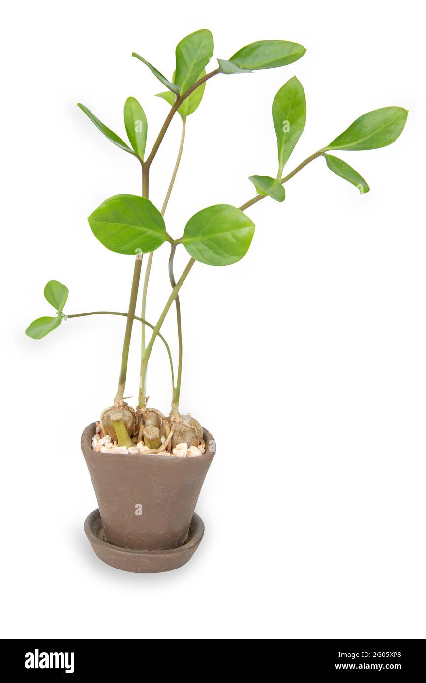 Zamioculcas zamiifolia small flower hi-res stock photography and images ...