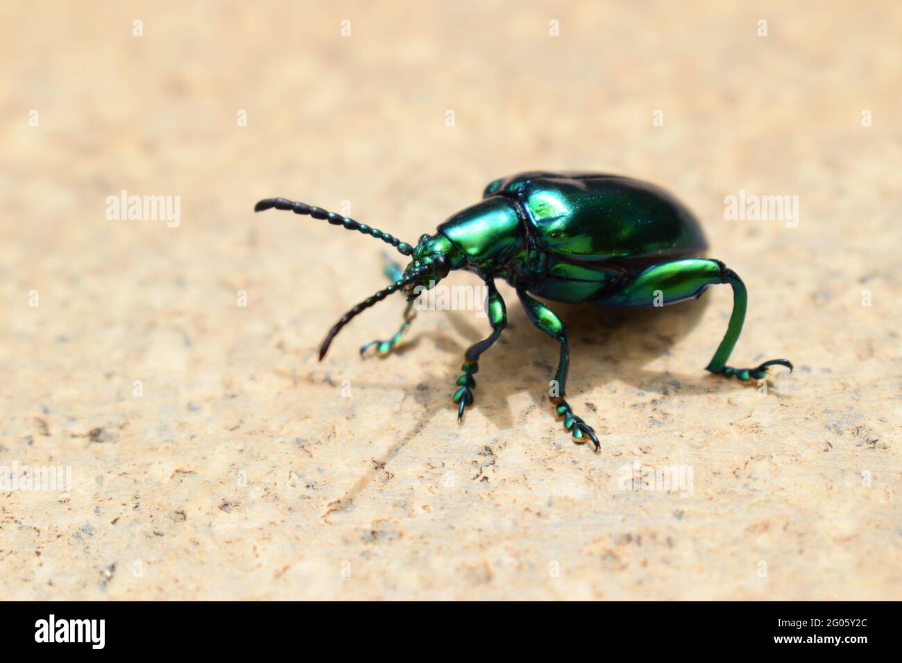 Green metallic beetle hi-res stock photography and images - Alamy