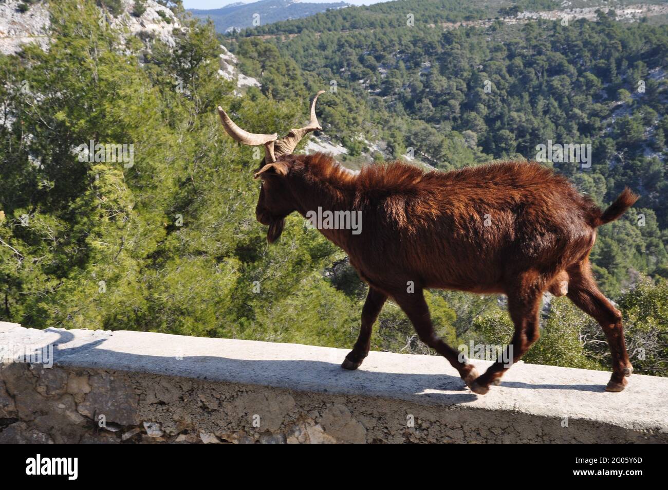 Rove goats with big horns in the provencal hill Stock Photo - Alamy