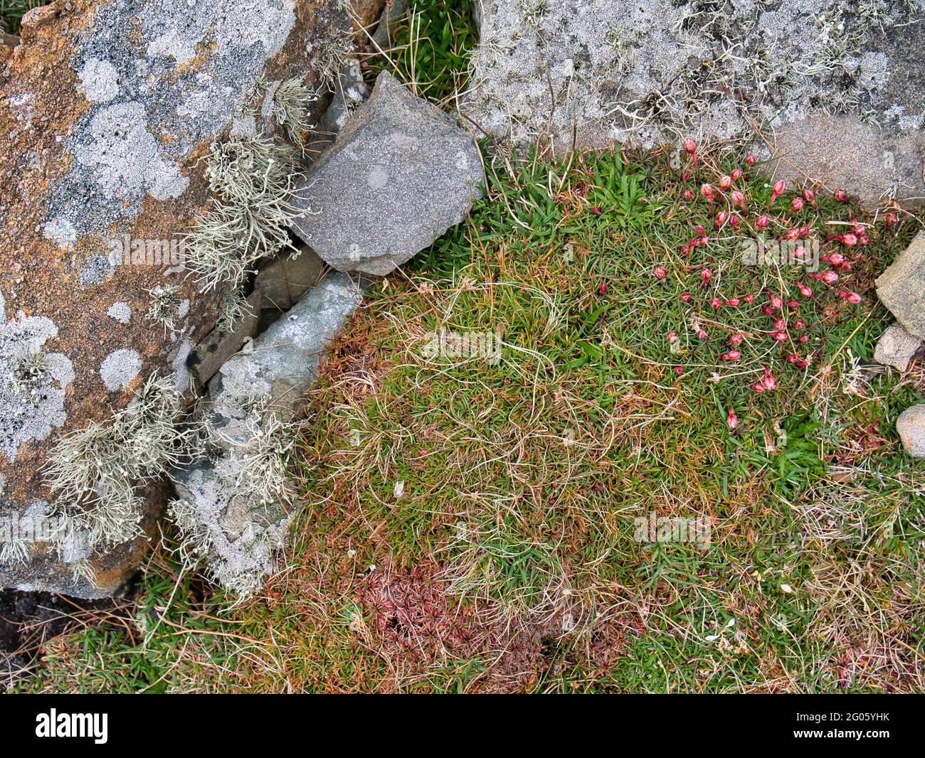 Alpine type wild plants growing against rocks on the Ness of Burgi in ...