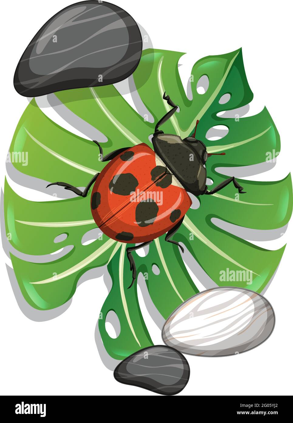 Top view of ladybug on monstera leaf isolated illustration Stock Vector ...
