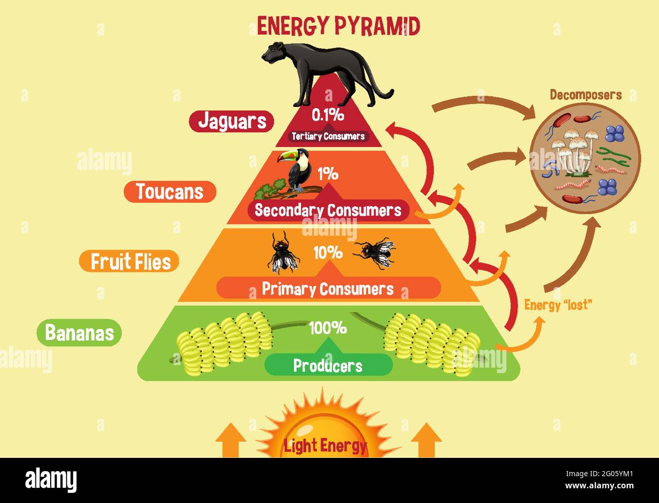 Diagram showing energy pyramid for education illustration Stock Vector ...
