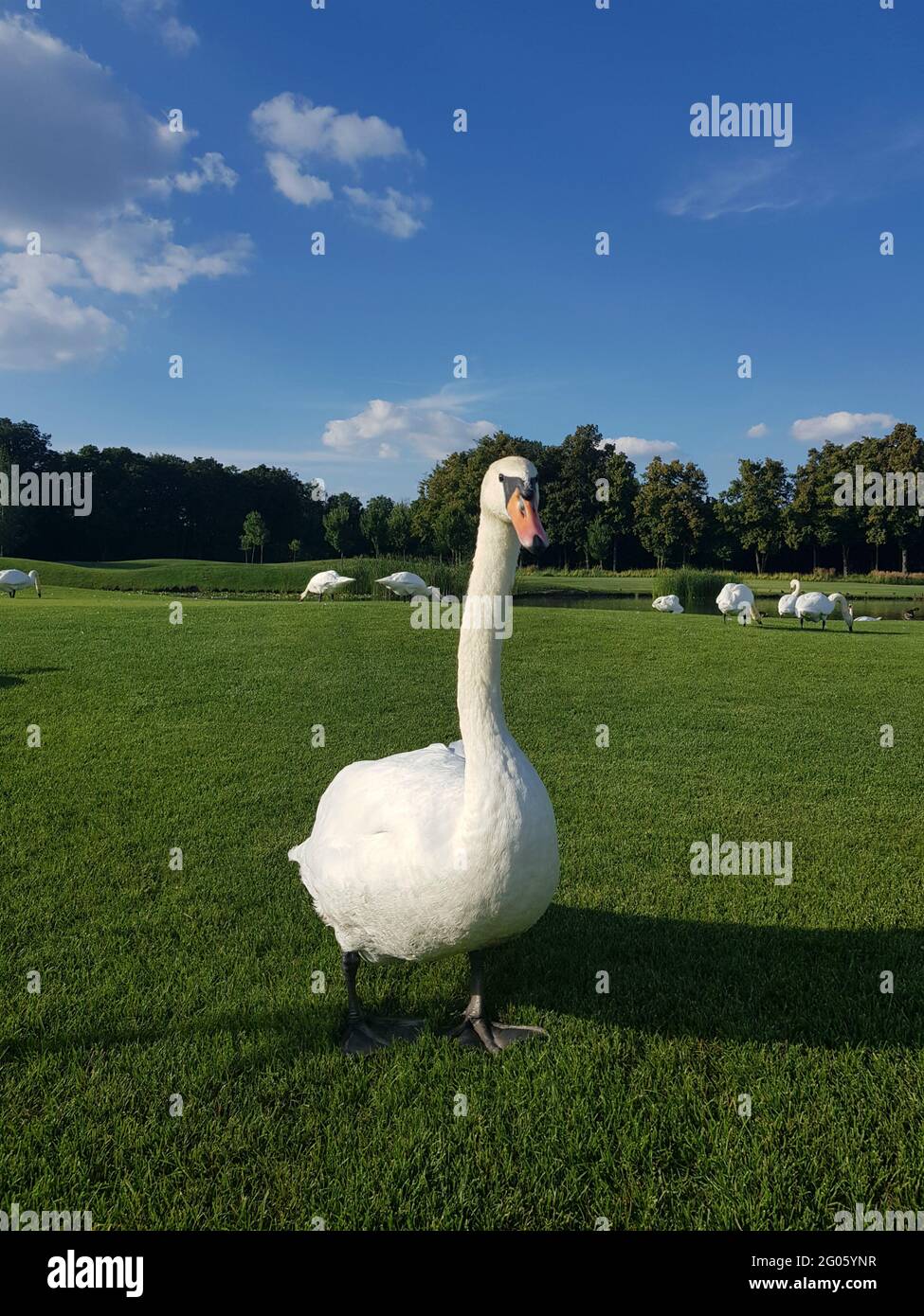 White young swan standing hi-res stock photography and images - Alamy
