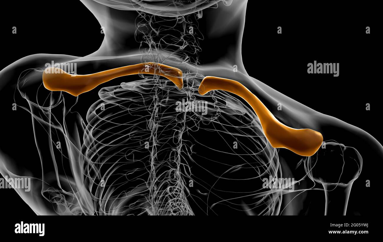 Human skeleton anatomy Clavicle Bones 3D Rendering For Medical Concept ...