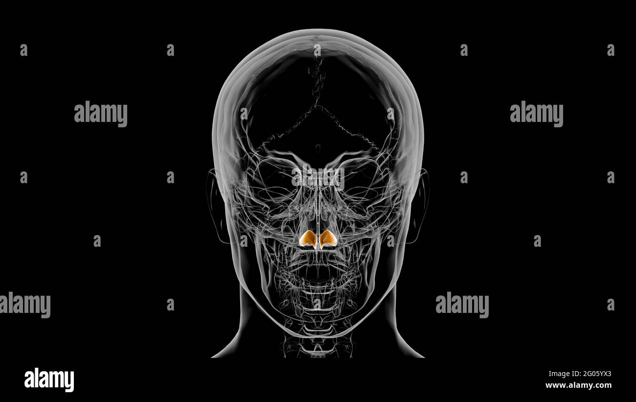 Human Skeleton Alar cartilage Anatomy 3D Illustration Stock Photo - Alamy