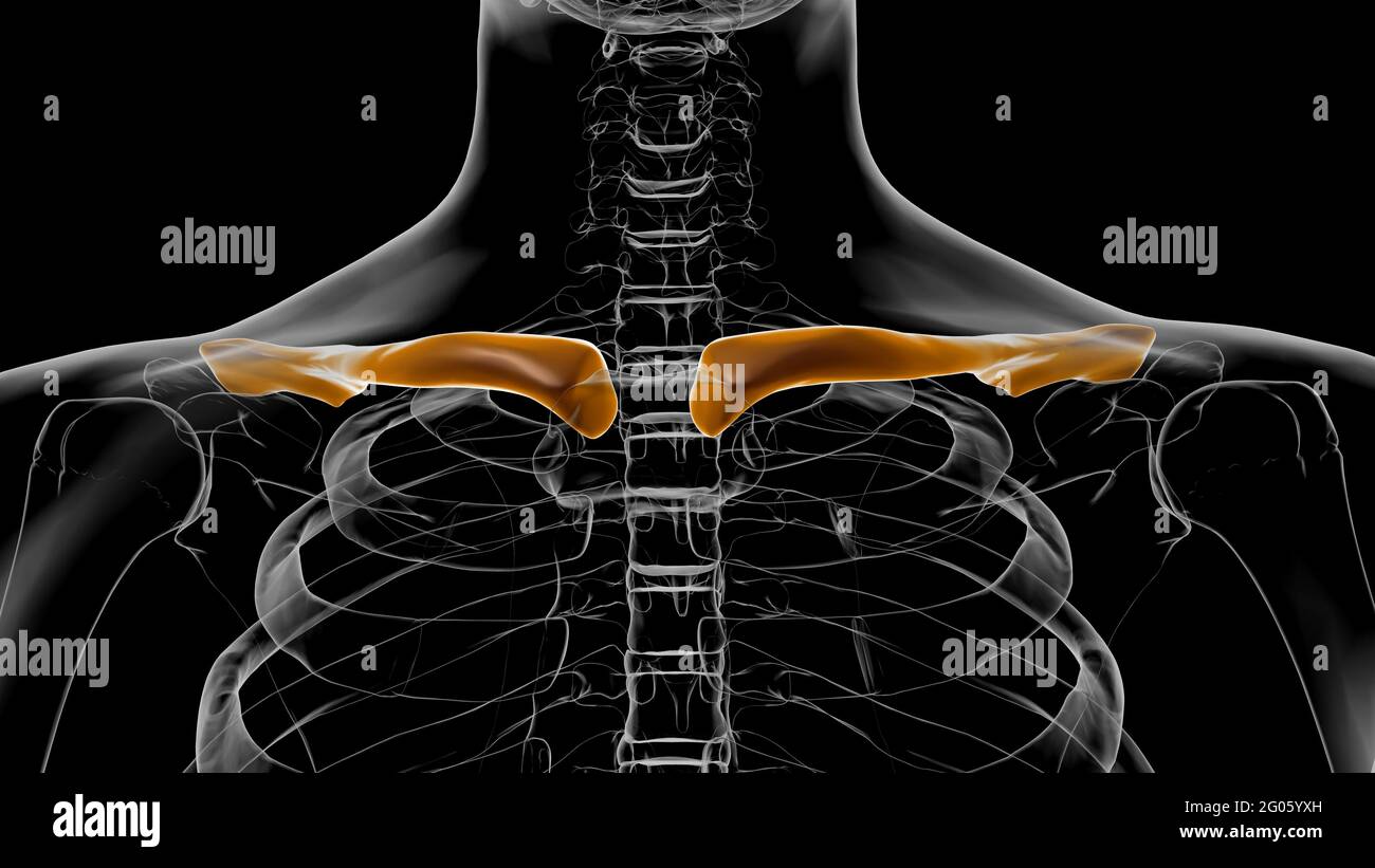 Human skeleton anatomy Clavicle Bones 3D Rendering For Medical Concept ...