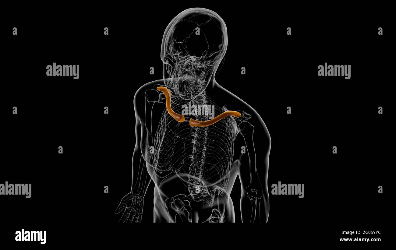 Human skeleton anatomy Clavicle Bones 3D Rendering For Medical Concept ...