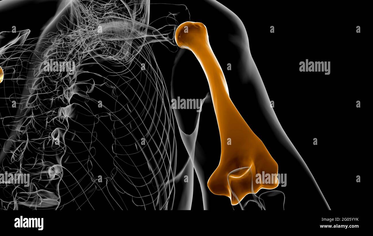 Human skeleton anatomy Humerus Bone 3D Rendering For Medical Concept ...