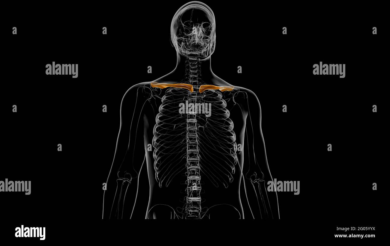 Human skeleton anatomy Clavicle Bones 3D Rendering For Medical Concept ...