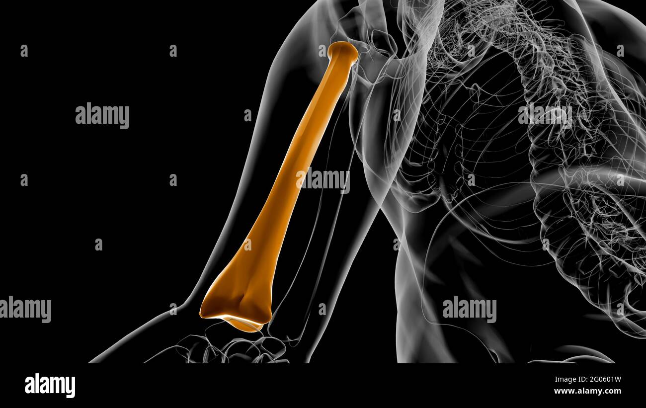 Human skeleton anatomy Radius Bone 3D Rendering For Medical Concept ...