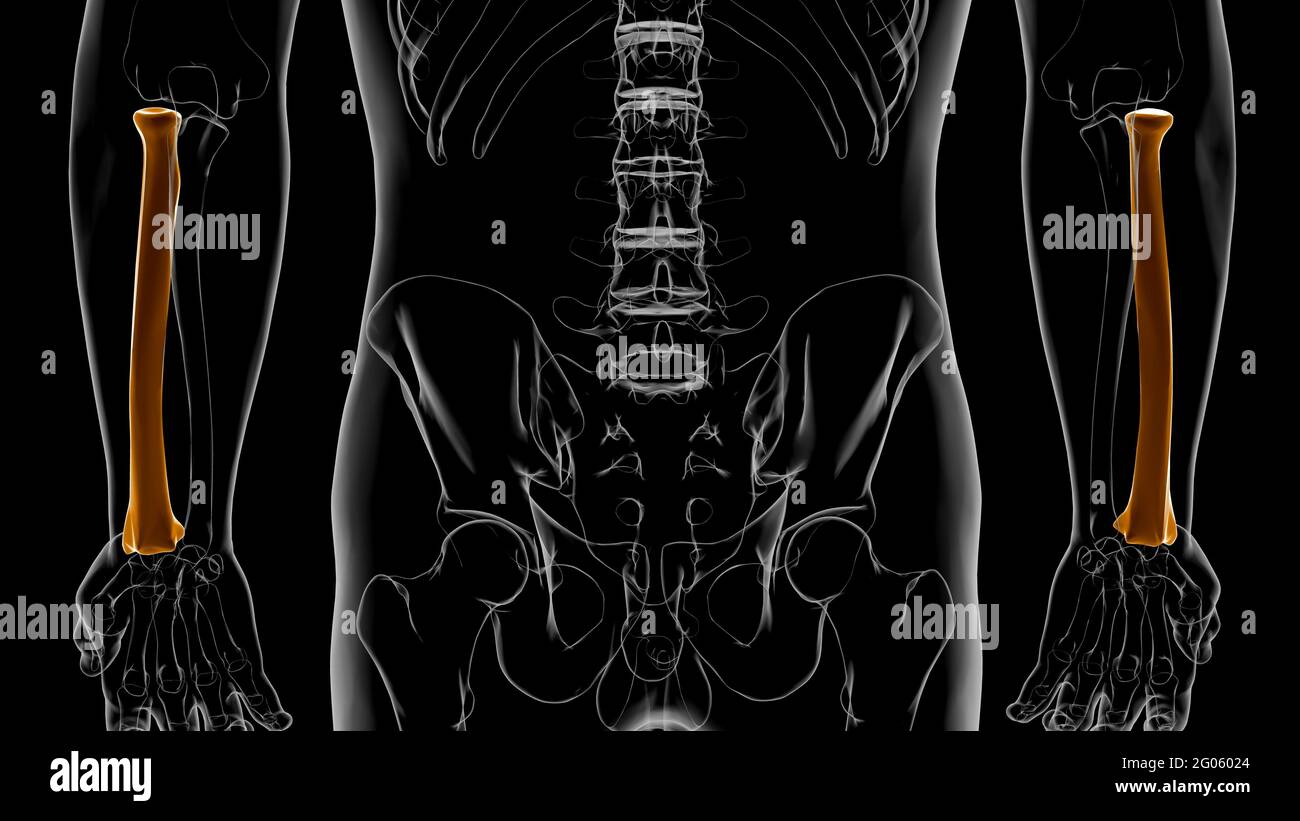 Human skeleton anatomy Radius Bone 3D Rendering For Medical Concept ...