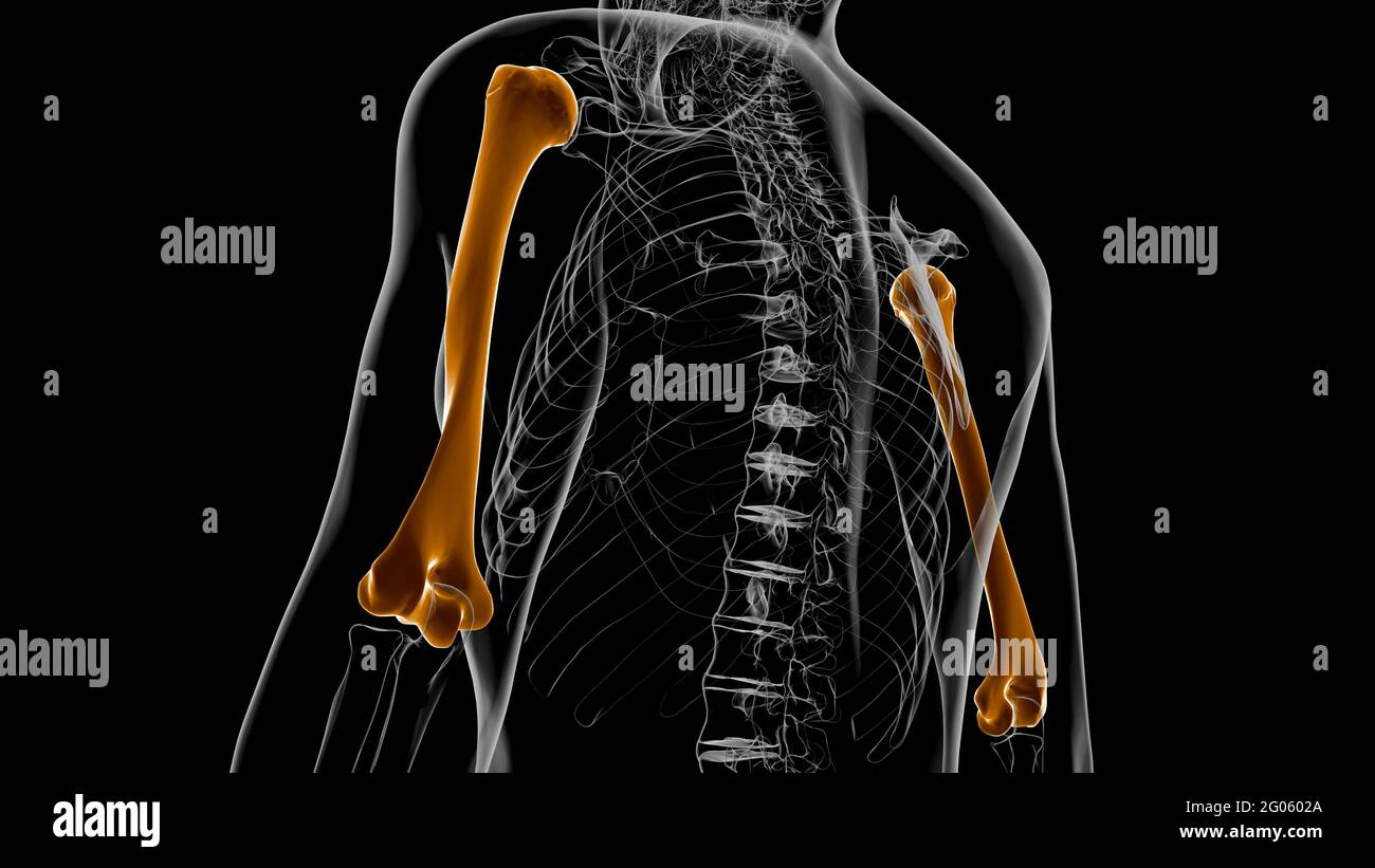 Human skeleton anatomy Humerus Bone 3D Rendering For Medical Concept ...