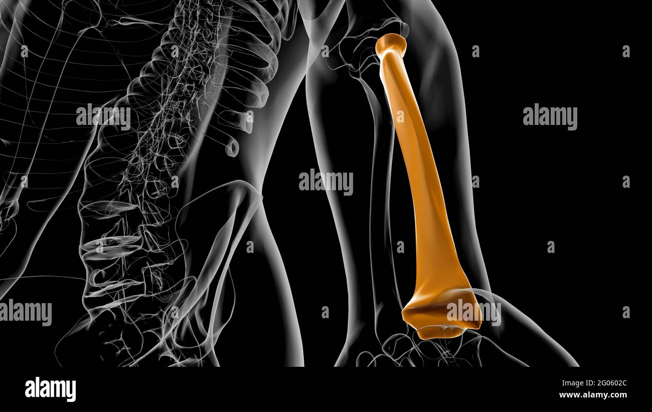 Human skeleton anatomy Radius Bone 3D Rendering For Medical Concept ...