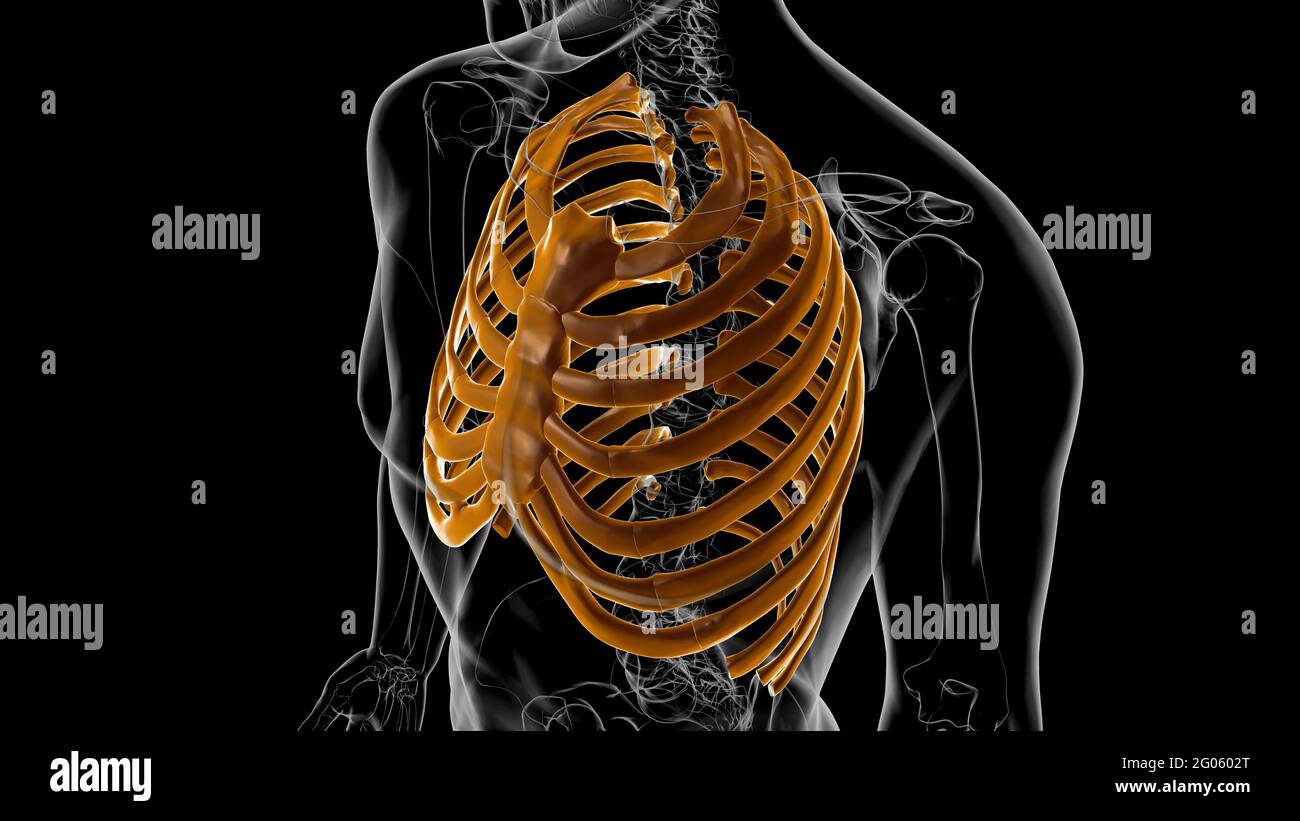 Human skeleton anatomy Rib Cage 3D Rendering For Medical Concept Stock ...