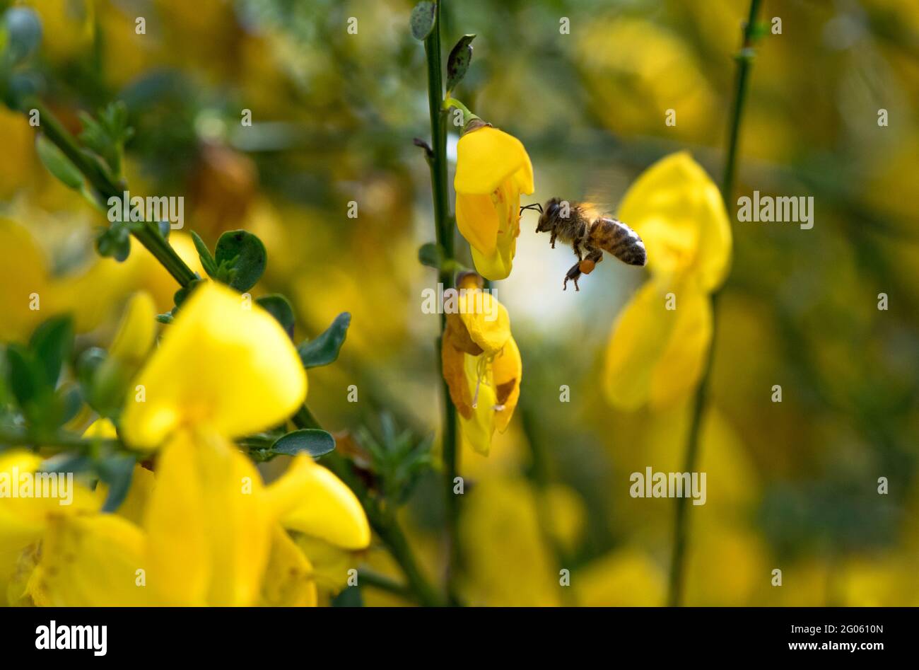 Honey bee pollinating a common broom flower Stock Photo - Alamy