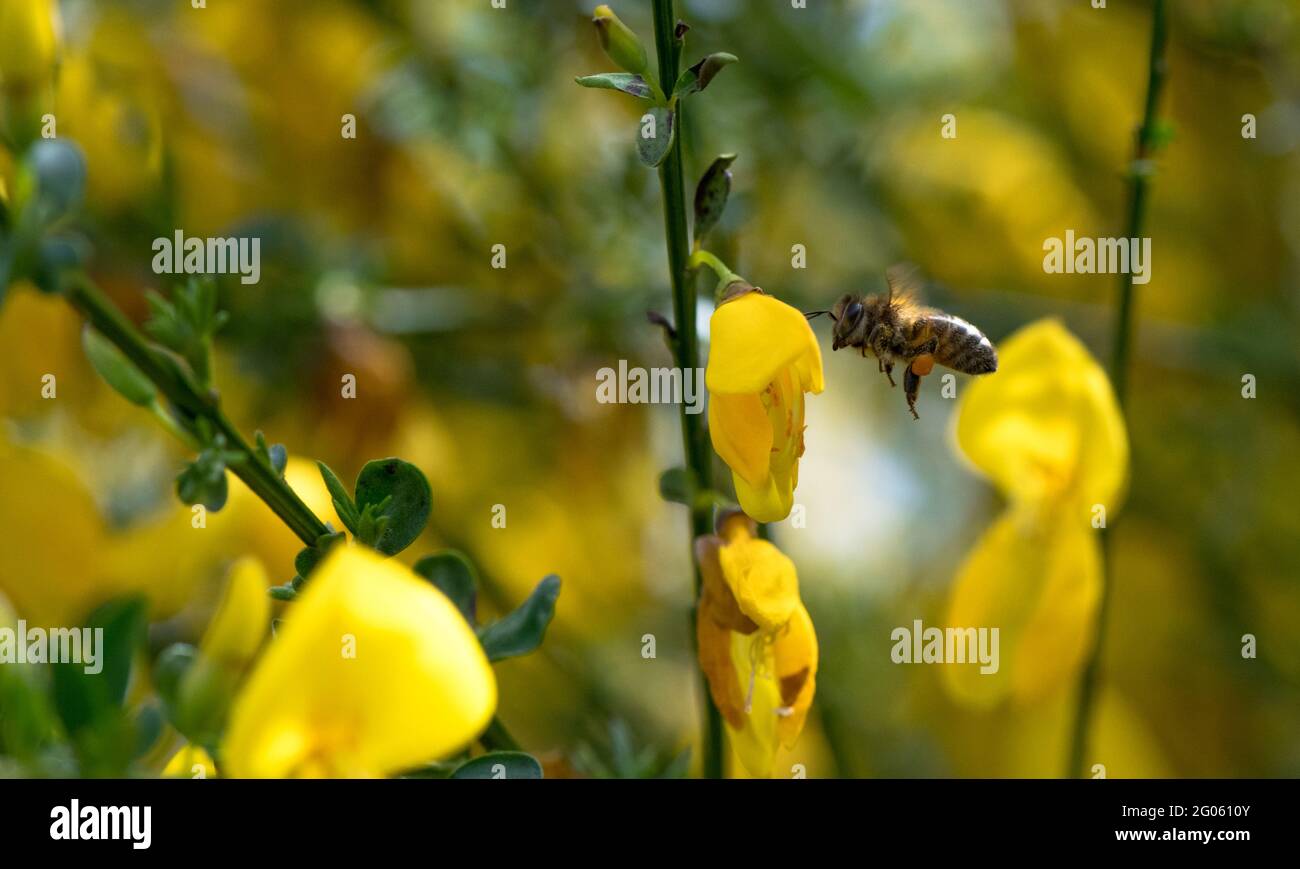 Honey bee pollinating a common broom flower Stock Photo - Alamy