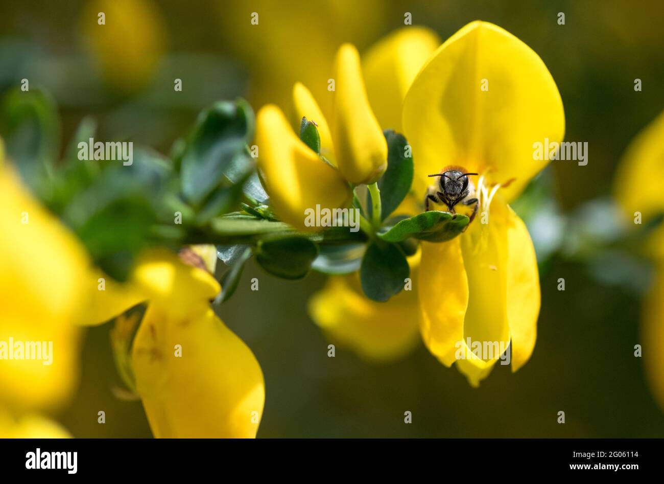 Honey bee pollinating a common broom flower Stock Photo - Alamy
