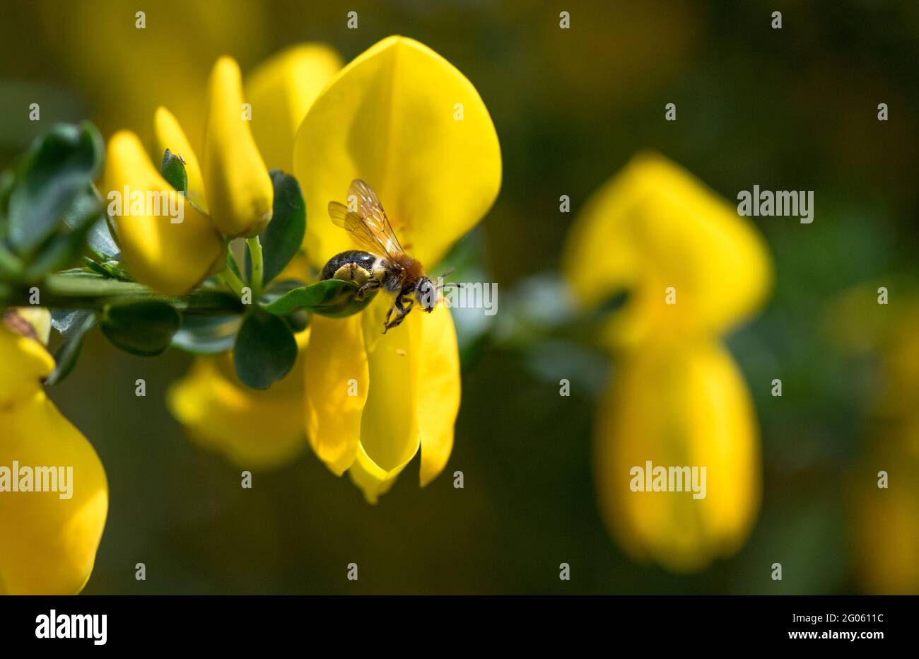 Honey bee pollinating a common broom flower Stock Photo - Alamy