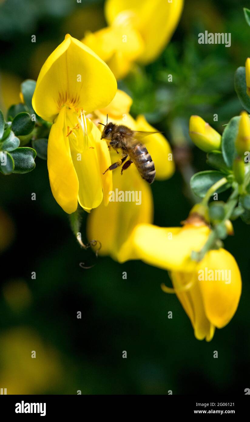 Honey bee pollinating a common broom flower Stock Photo - Alamy