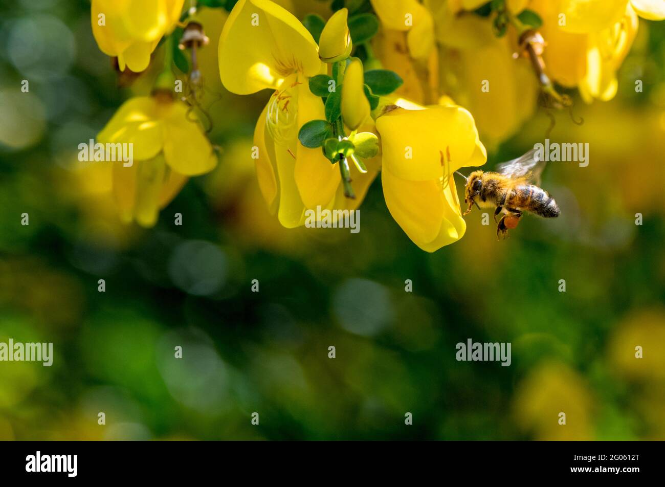 Honey bee pollinating a common broom flower Stock Photo - Alamy