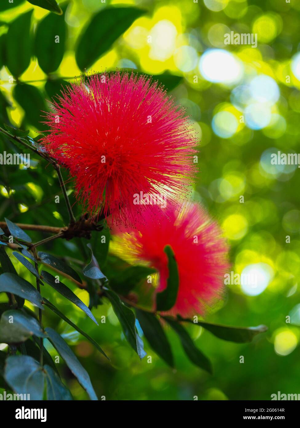 Calliandra Tree High Resolution Stock Photography and Images - Alamy
