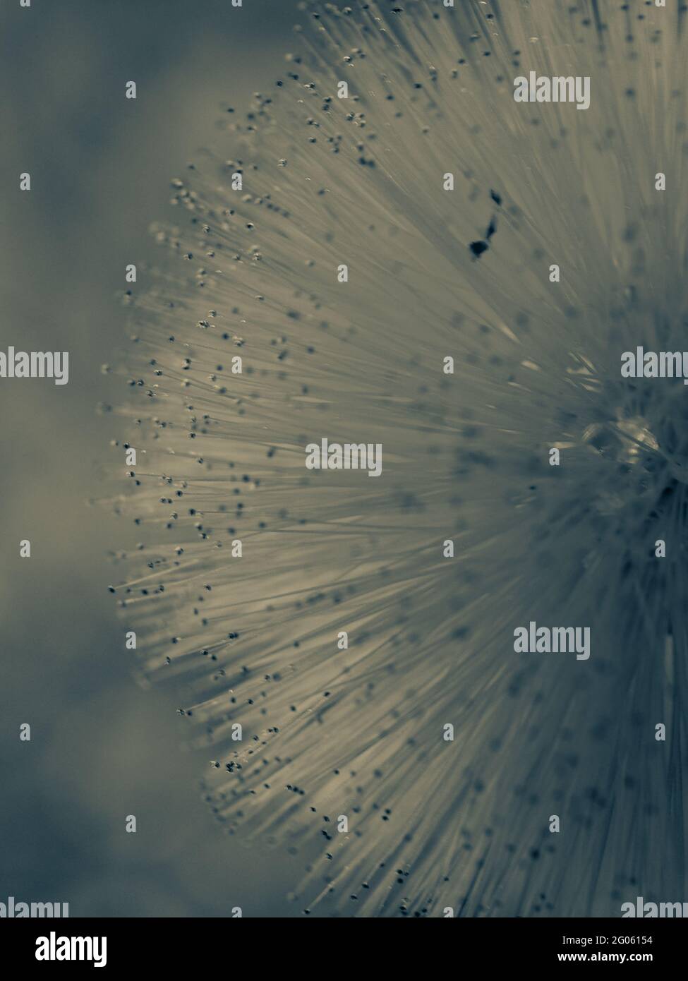 White powder puff calliandra hi-res stock photography and images - Alamy