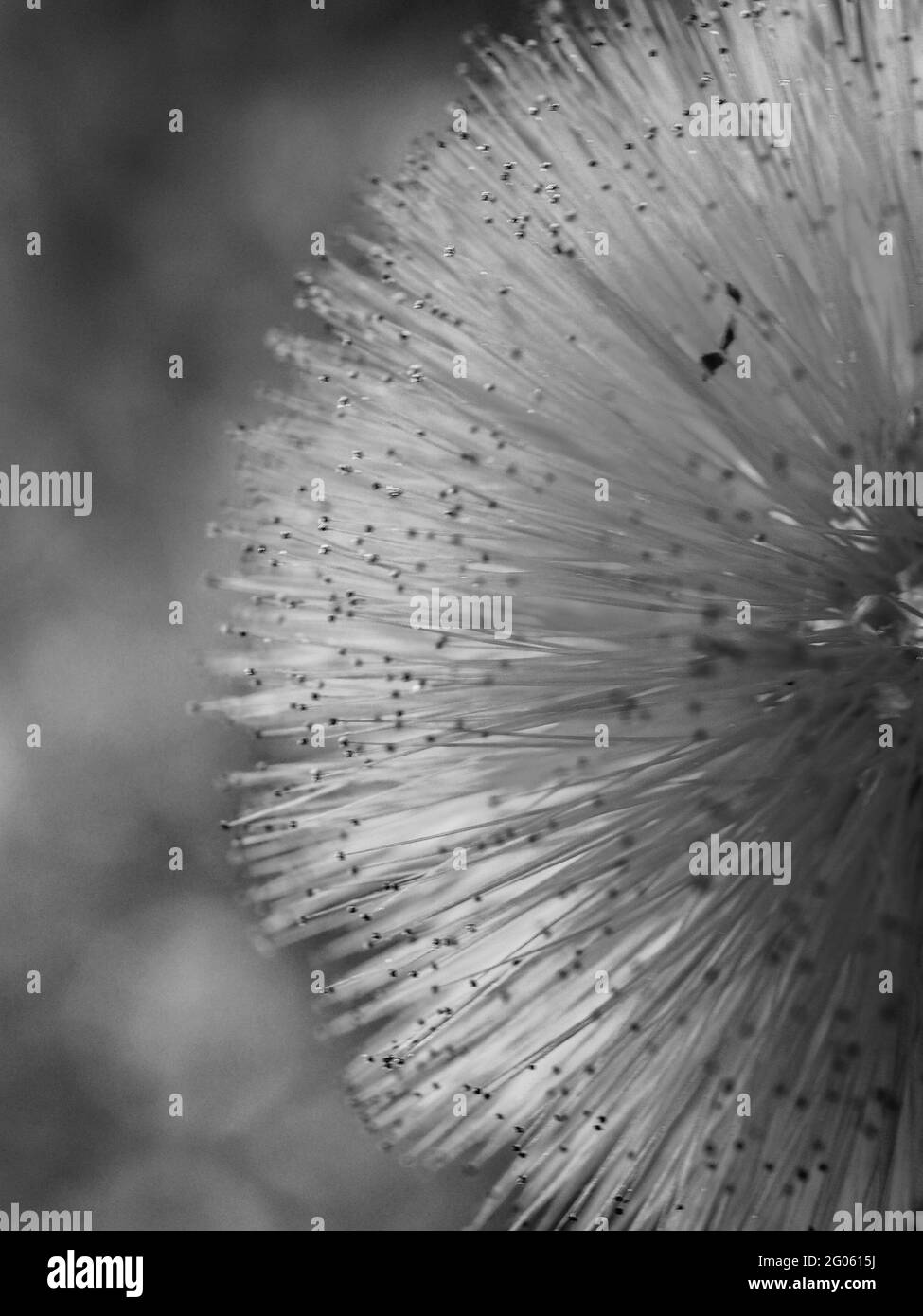 Powder Puff Tree High Resolution Stock Photography and Images - Alamy