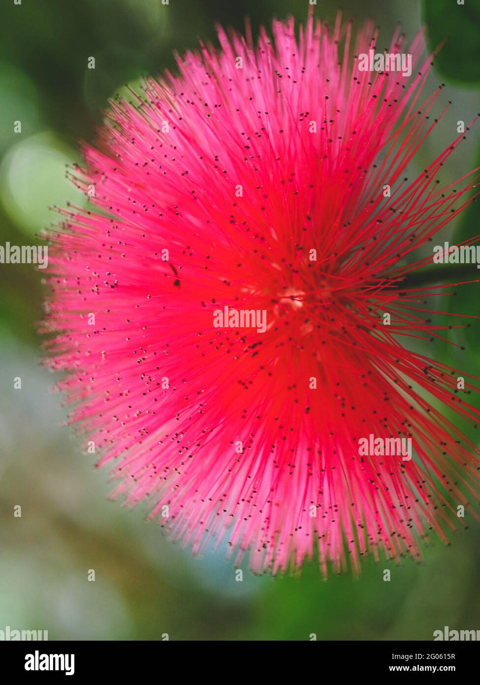 Powder Puff Flower High Resolution Stock Photography and Images - Alamy