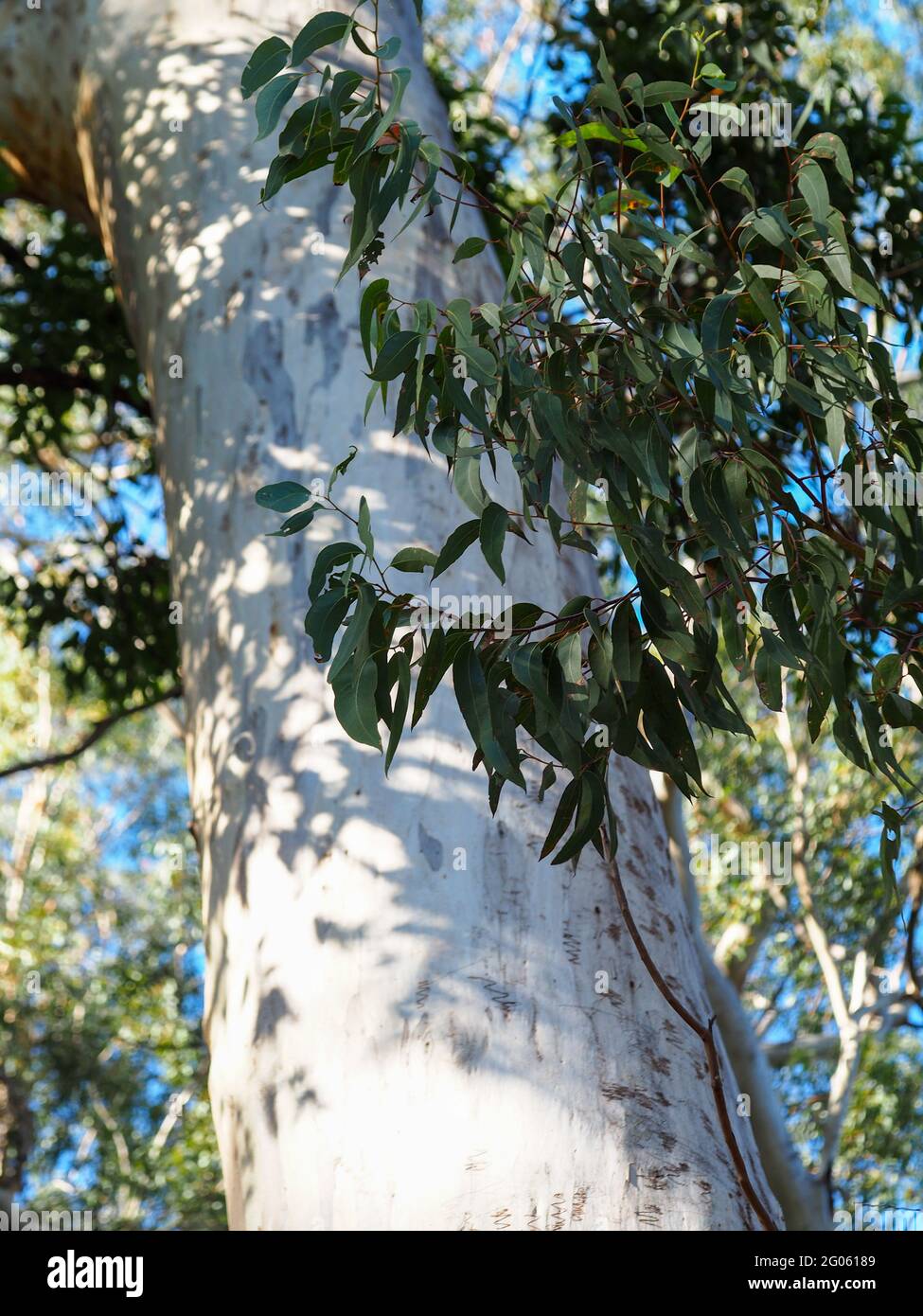 A big Scribbly Gum Eucalyptus tree in dappled sunlight, it's pretty ...