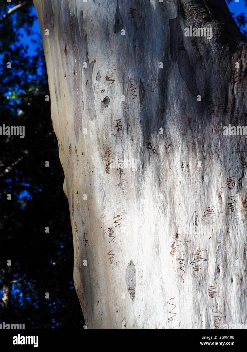 Portrait, solid pale grey white silver bark on the trunk of an ...