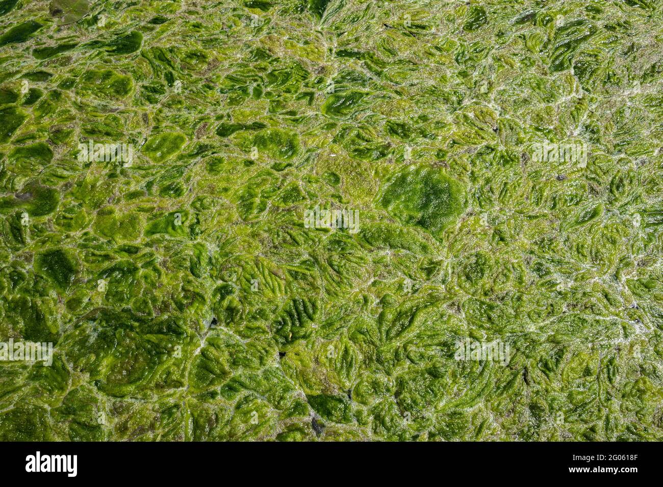 Chlorophyta hi-res stock photography and images - Alamy