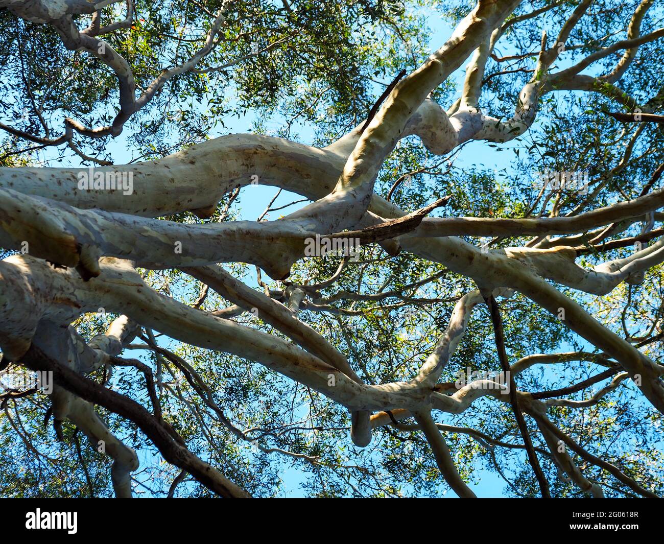Looking up into the strong branches of the Gum Trees, through to canopy ...