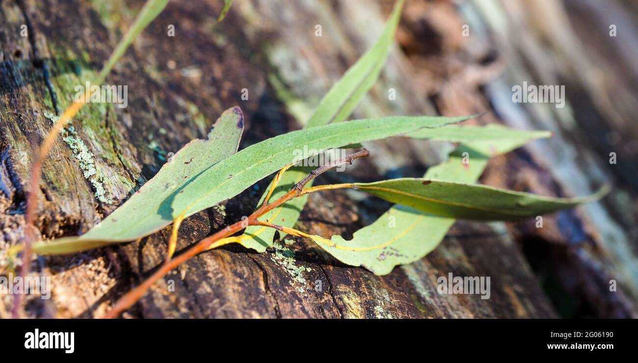 Australian Gum Tree Leaves High Resolution Stock Photography and Images ...
