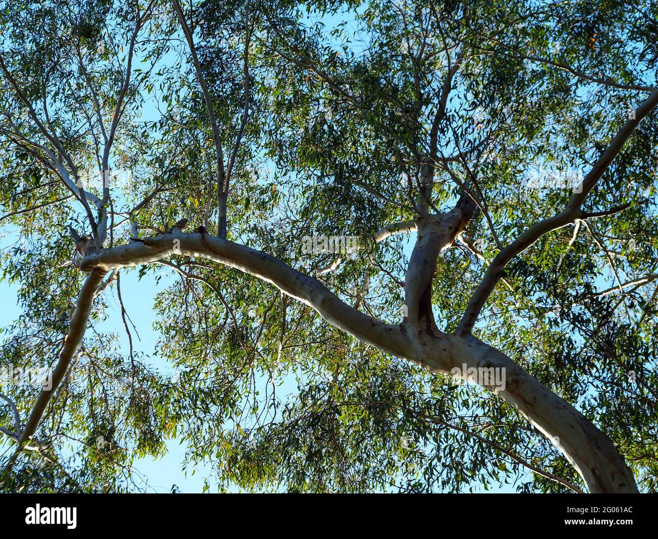 Looking up into the tree canopy through the silver white Gum Tree ...