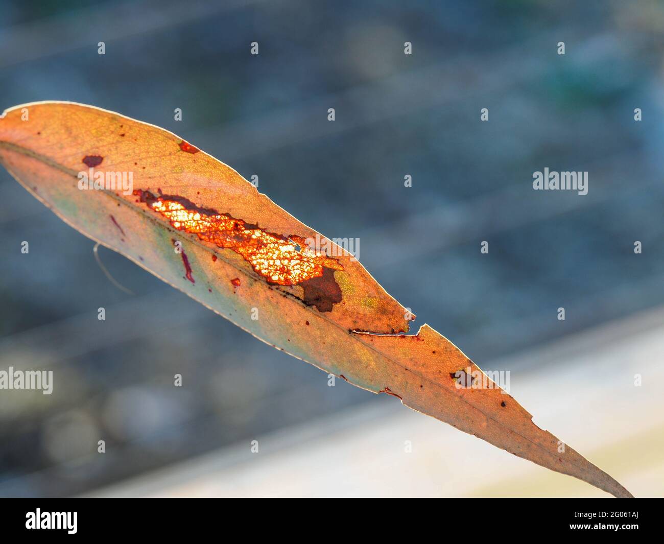Macro of a colourful Gum Leaf with a see through patch where it has ...