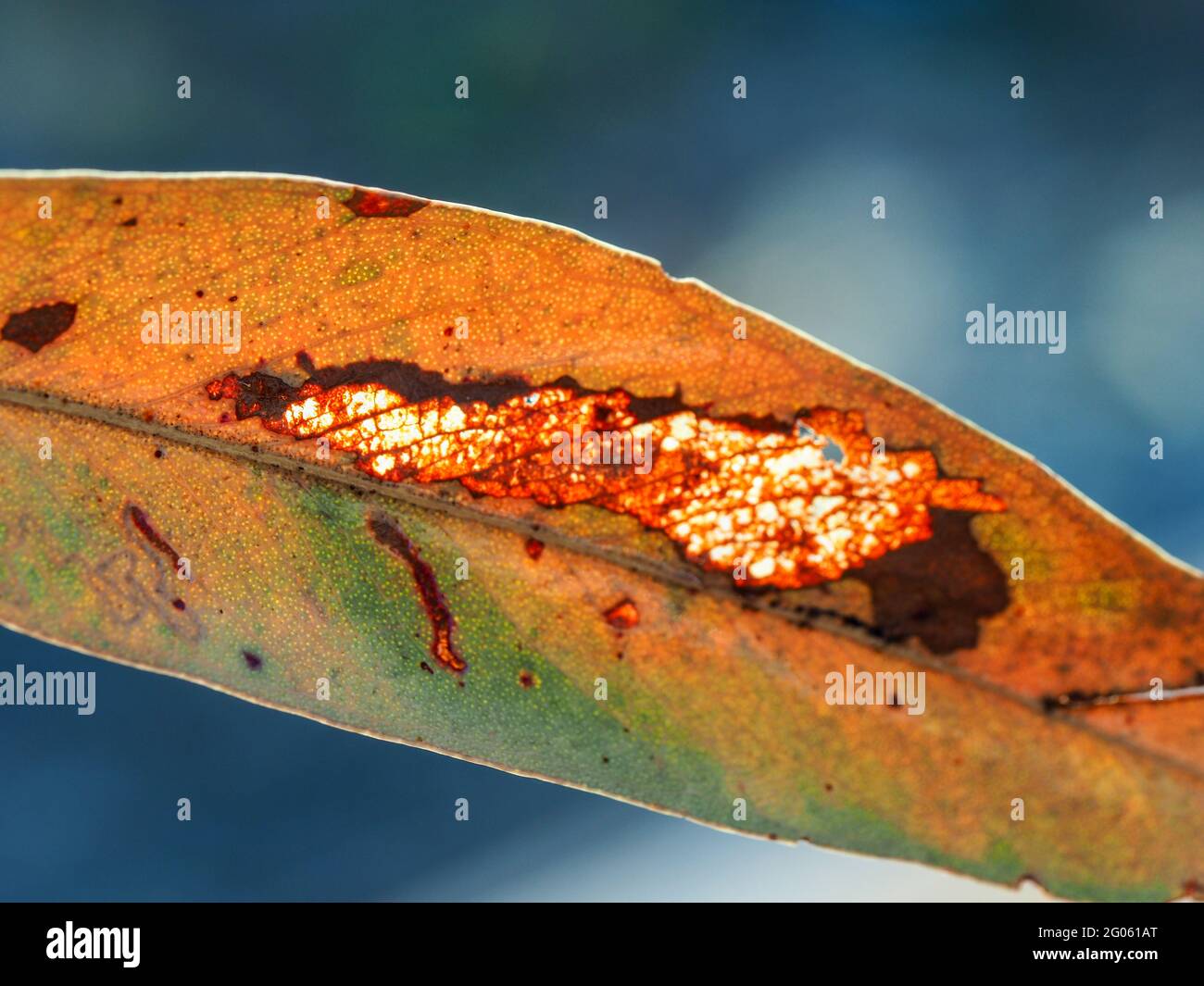 Macro of a colourful Gum Leaf with a see through patch where it has ...
