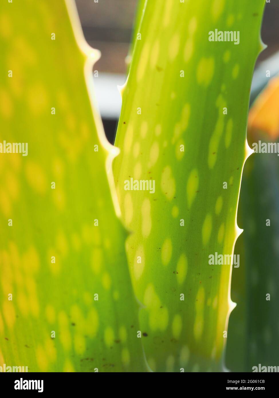 Aloe Vera plant closeup with sunlight shining through from behind Stock ...