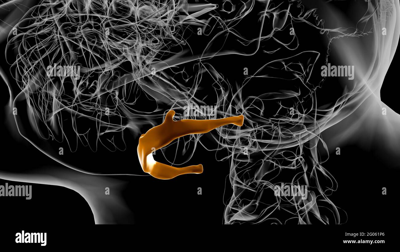 Human Skeleton Hyoid bone Anatomy For Medical Concept 3D Illustration ...