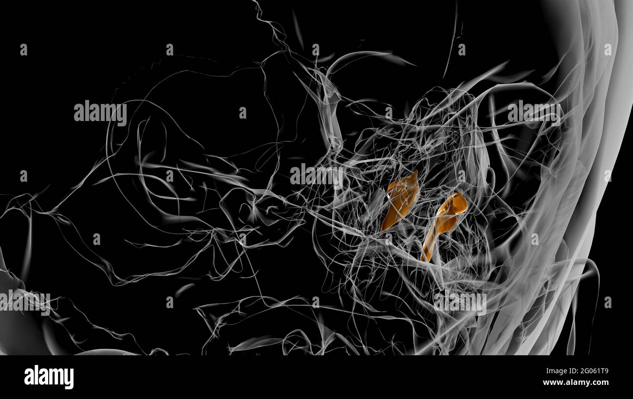 Human Skeleton inferior nasal concha Anatomy 3D Illustration Stock ...