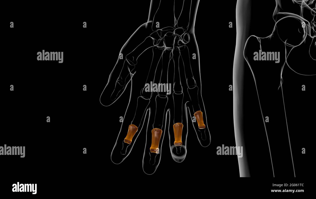 Human Skeleton Intermediate Phalanges Anatomy 3D Illustration Stock ...