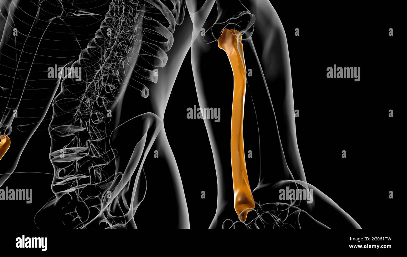 Human skeleton anatomy Ulna Bone 3D Rendering For Medical Concept Stock ...