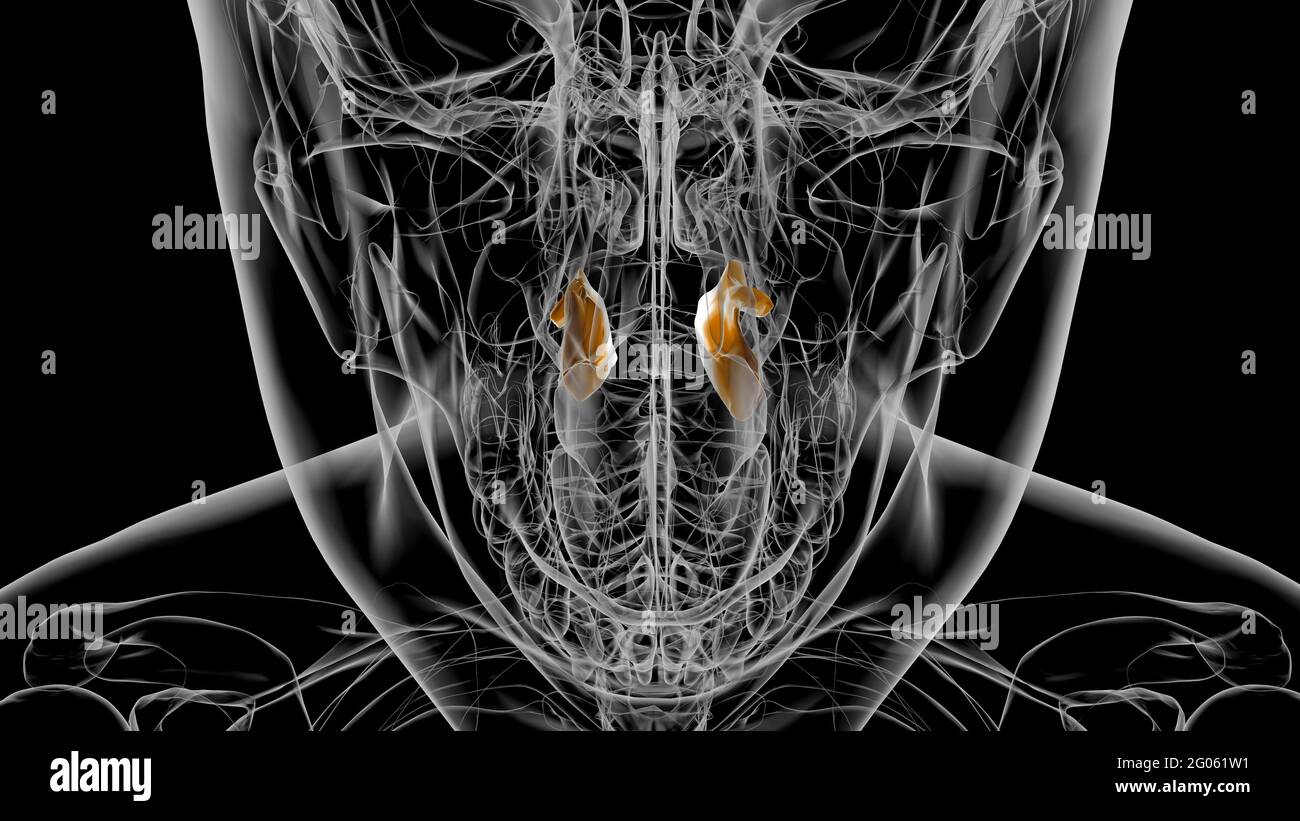 Human Skeleton inferior nasal concha Anatomy 3D Illustration Stock ...